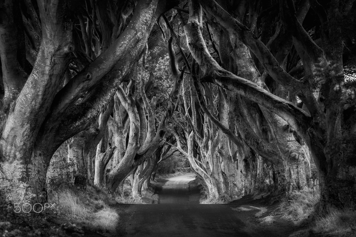 Dark hedges by Trevor Cole | 500px