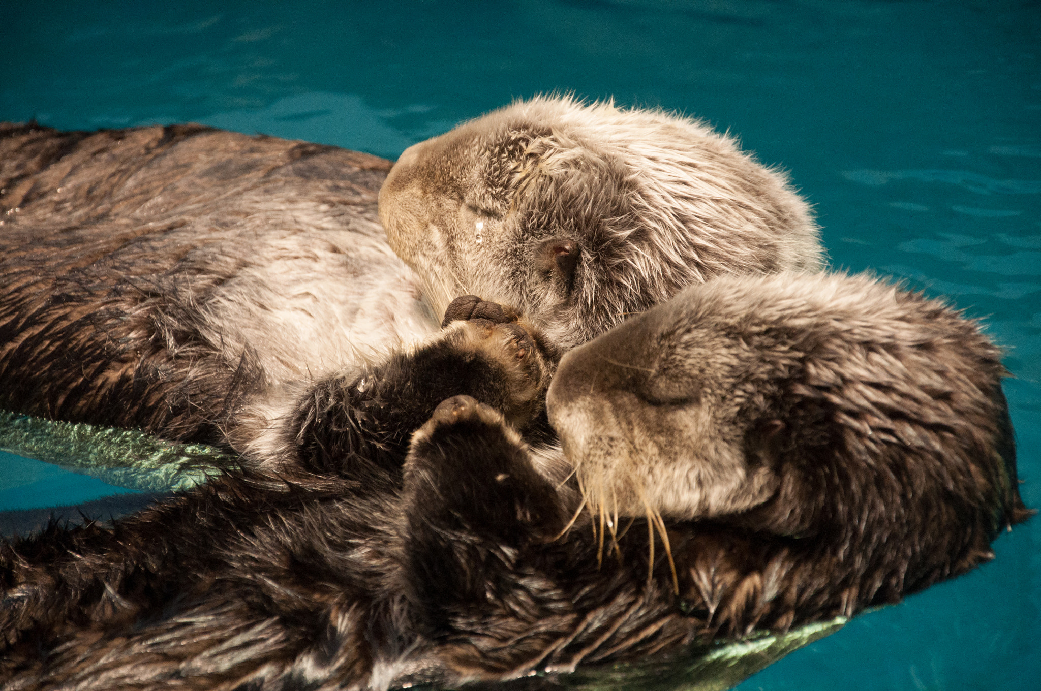 Otters holding hands by masaki-m - Photo 27403959 / 500px