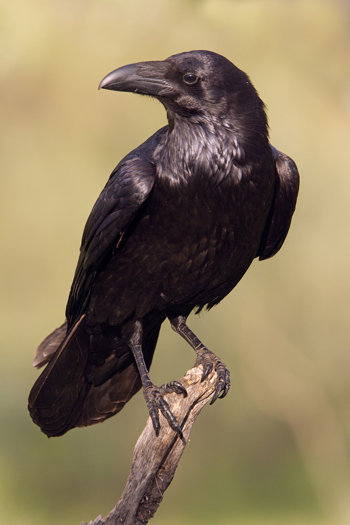 Common raven. Corvus corax by Jesús Giraldo / 500px