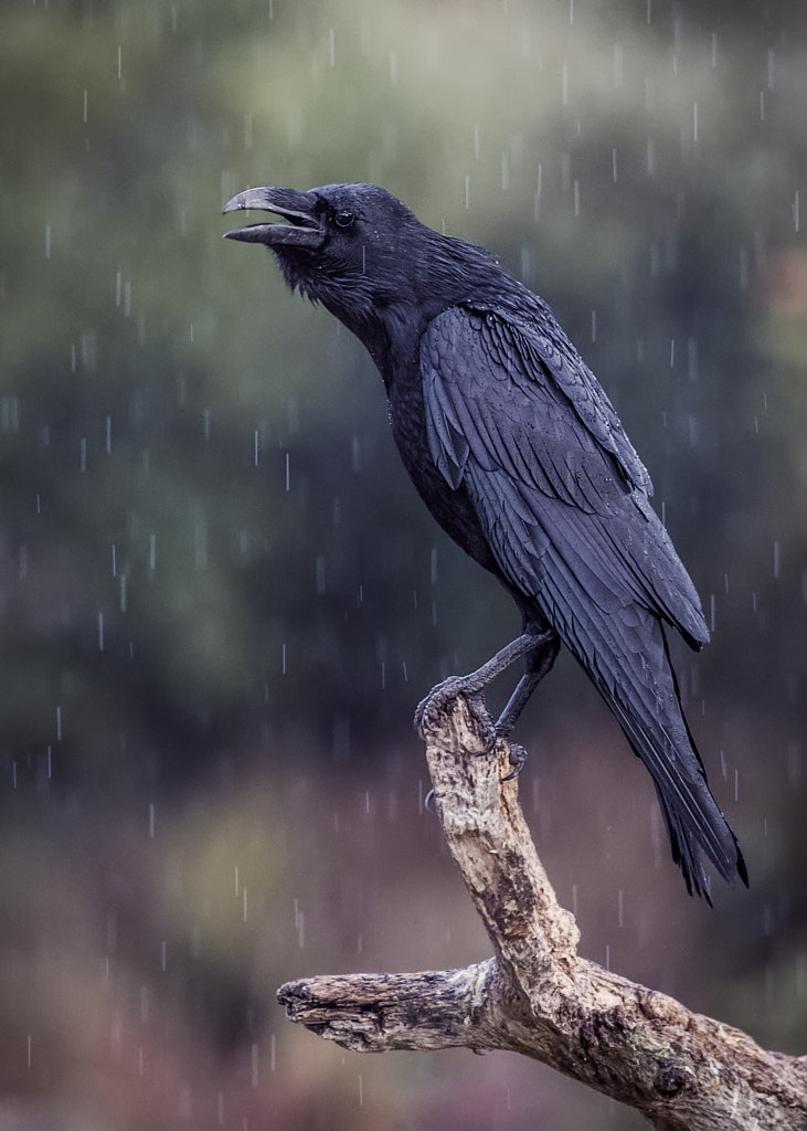raven by Fernando Sanchez de Castro / 500px