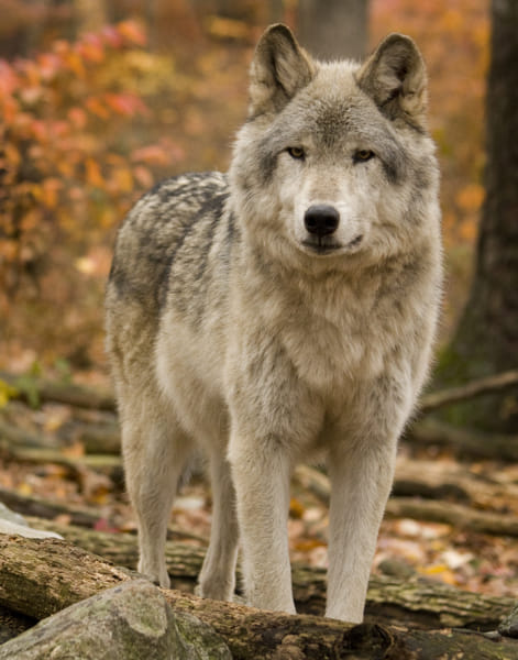 Wolf by Jamie Hopf | 500px