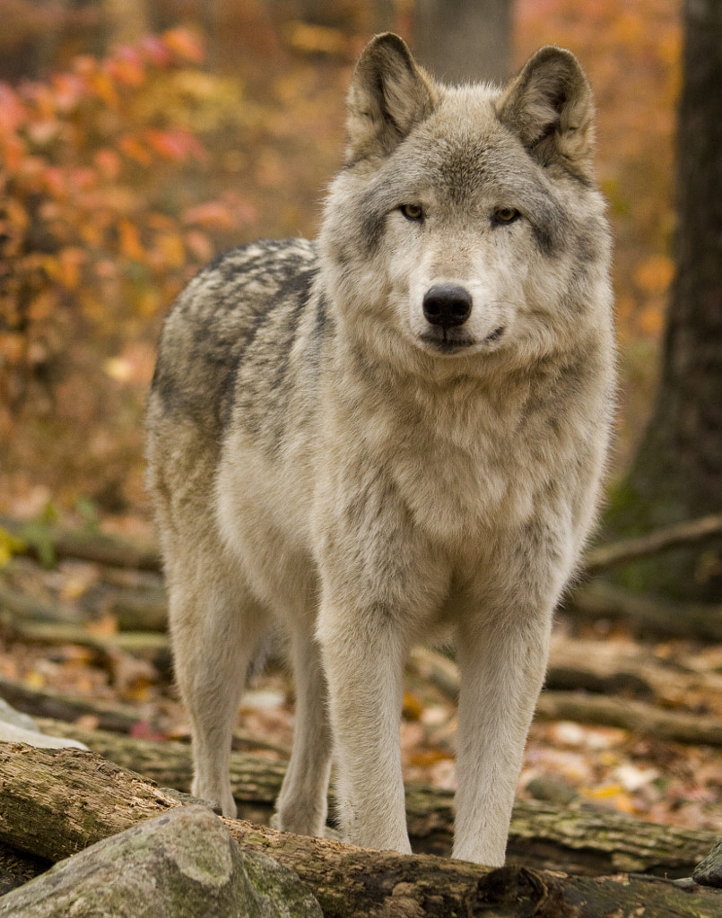 Wolf by Jamie Hopf | 500px