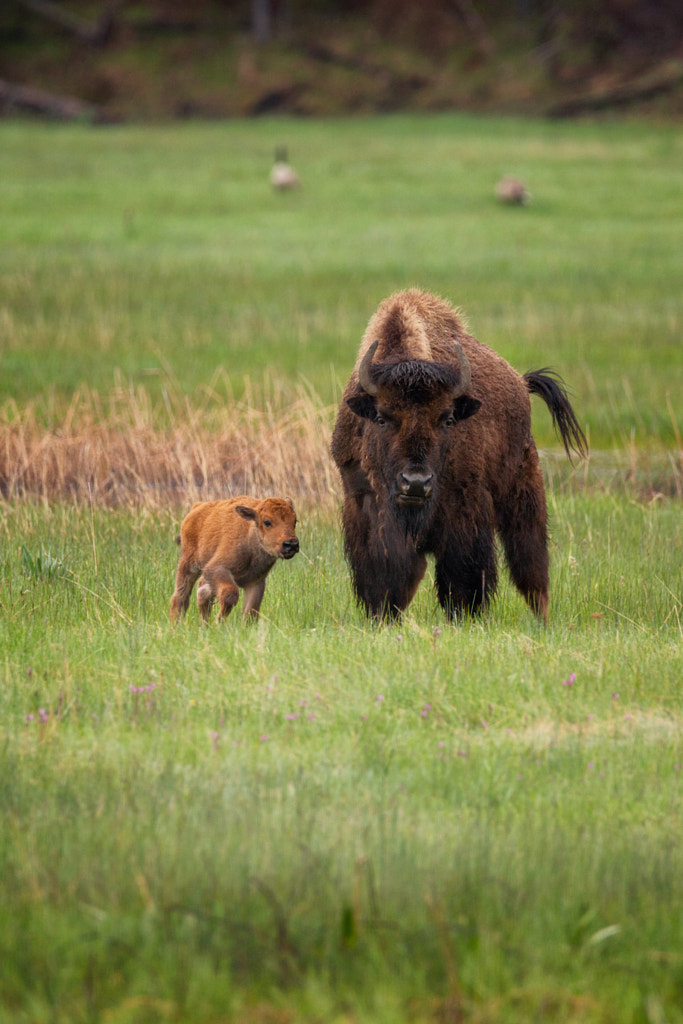 Bison and its cub by Zhangxiaowen Andy Gong / 500px