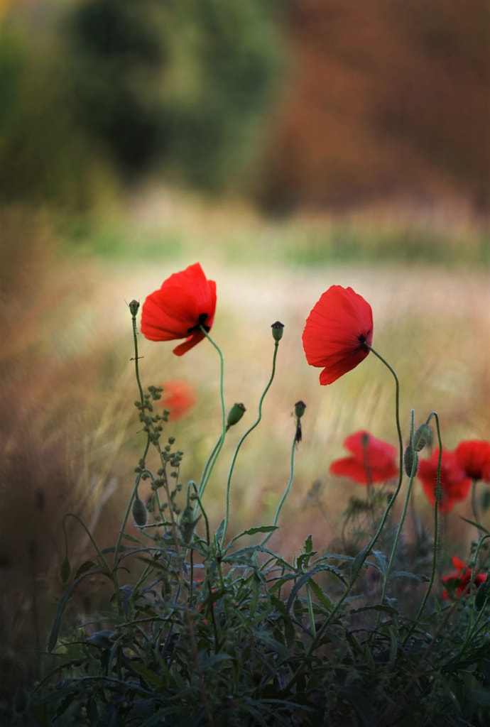 Poppies in a Soft Meadow | nature photo by Tong Shan | 500px