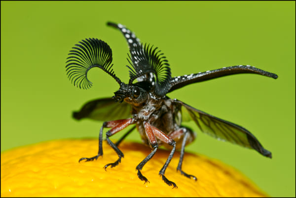 Feather-horned Beetle by Steve Passlow / 500px