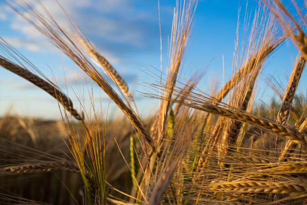 Fields of Gold by Sarah johnson / 500px