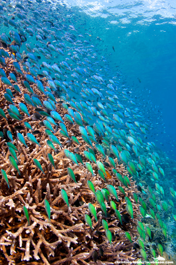 Damsels by Christian Loader / 500px