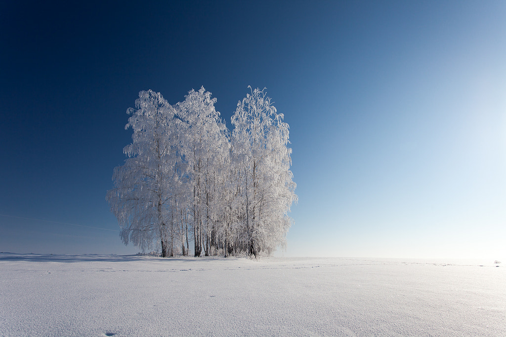 Frozen Strings by Denis Belyaev / 500px