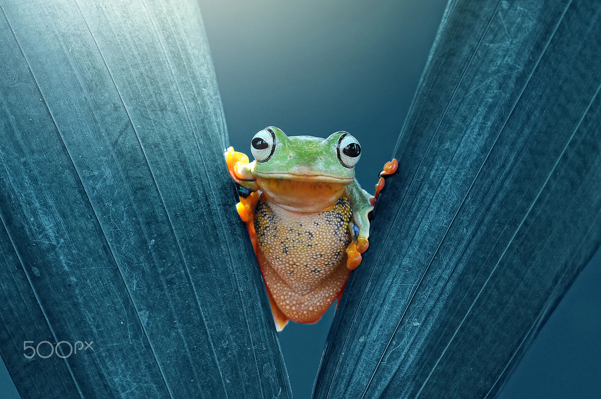 flying frog, frogs, tree frog, by Andri Priyadi / 500px