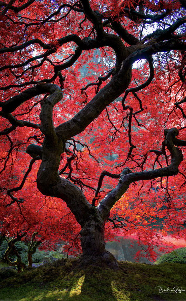 Japanese Maple on Fire. by Brandon Goffe / 500px