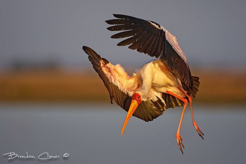 Yellow billed Stork Landing by Brendon Cremer / 500px