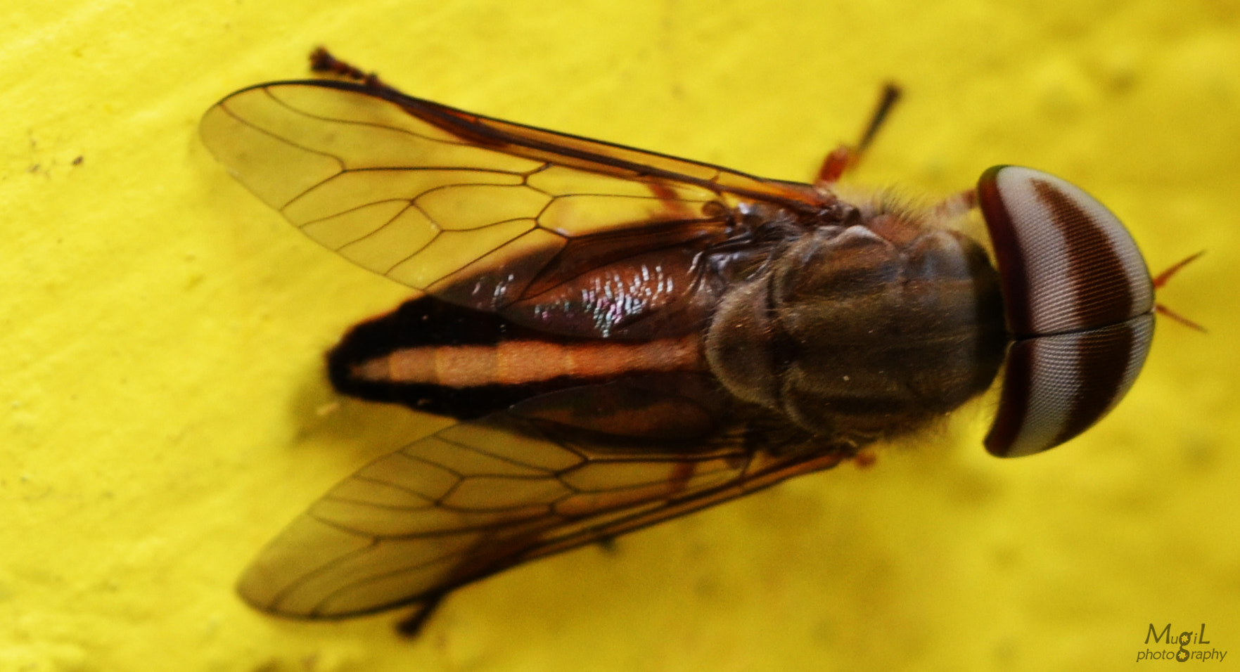 Hypoderma bovis by Mugil photography - Photo 27968089 / 500px