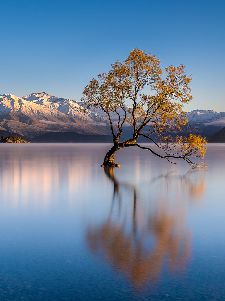 Wanaka Tree #7 by Dennis Lin | 500px