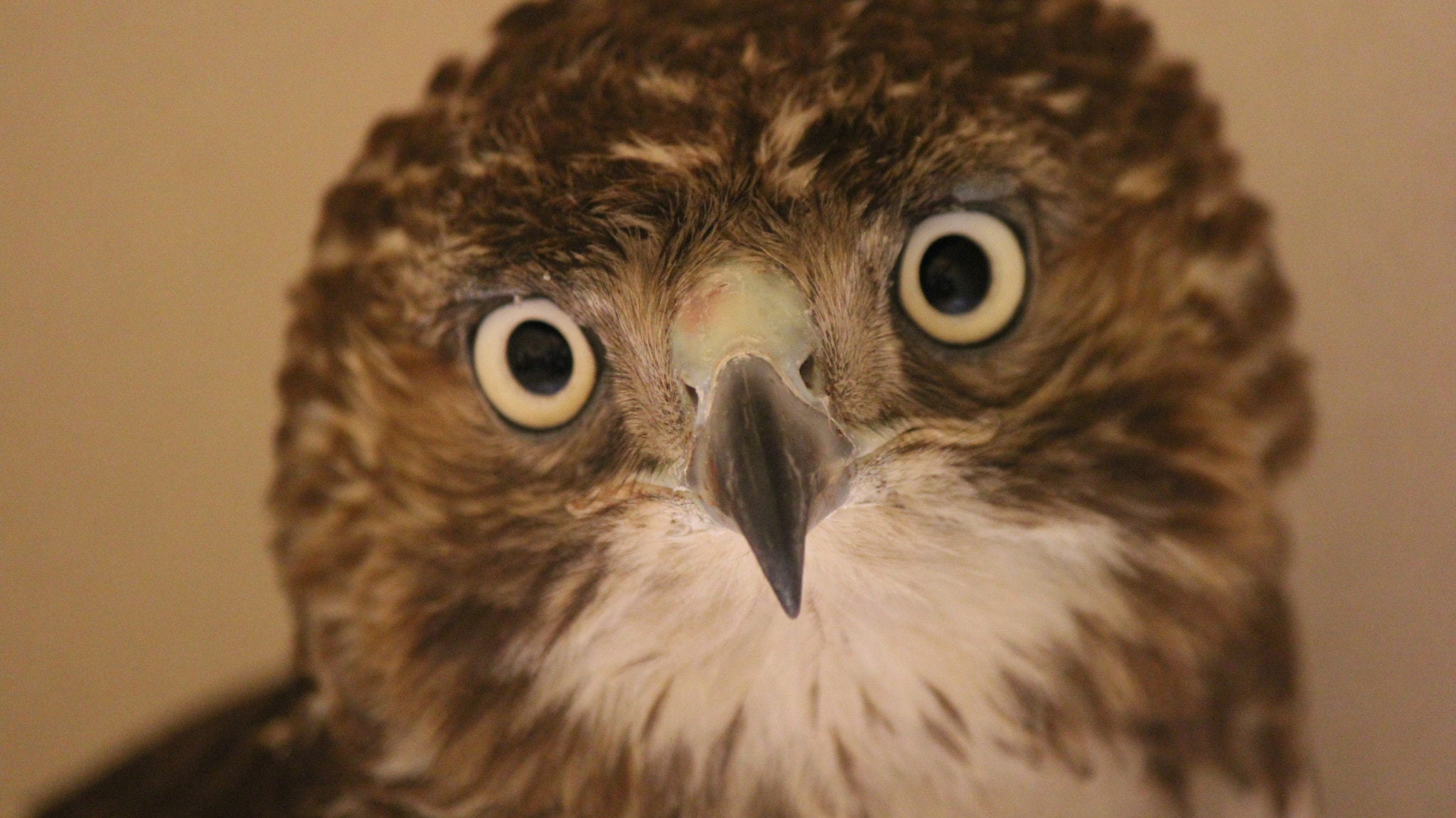 Red Tail Hawk by RUSS J HORN | 500px