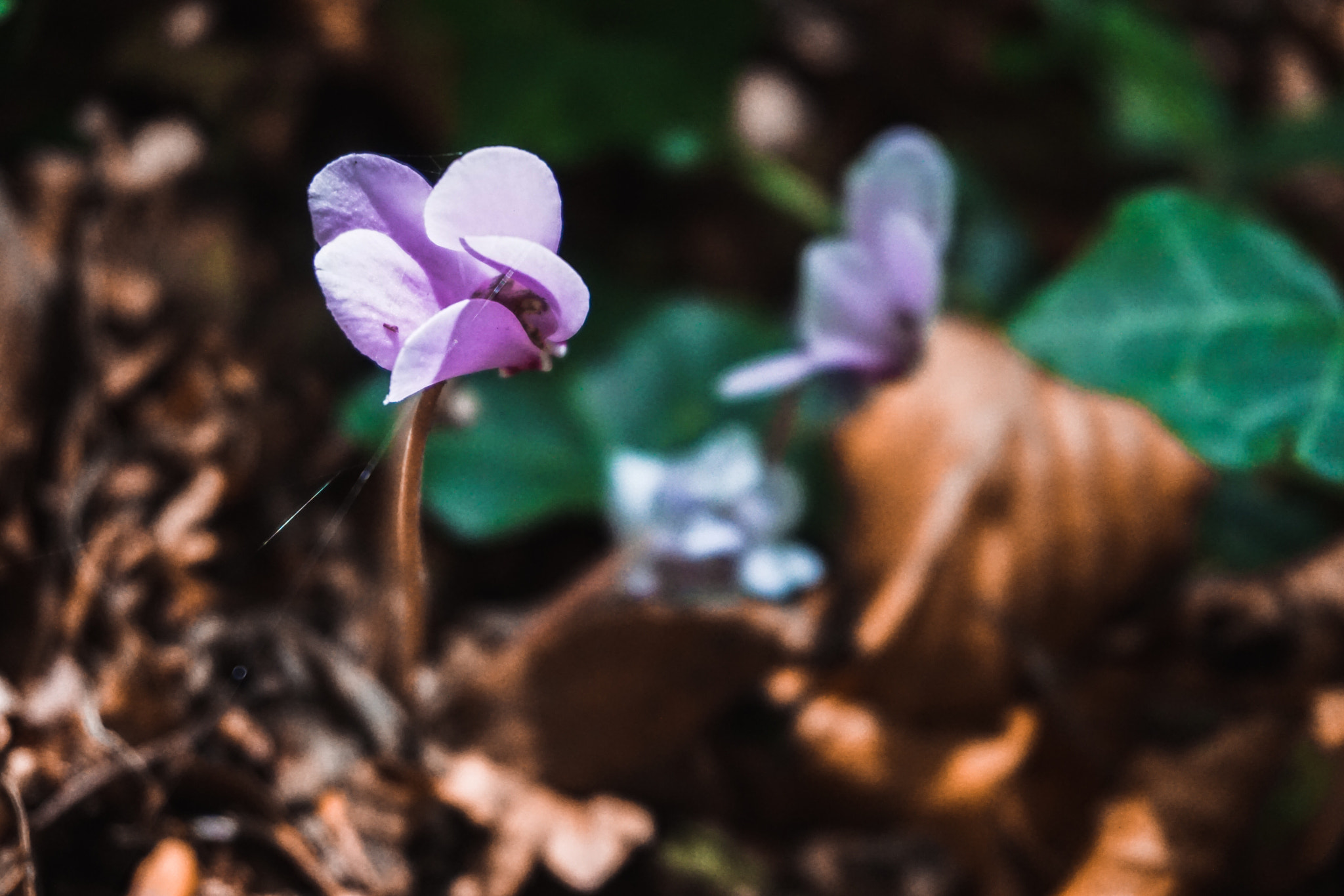 Delicate Purple Flower on Forest Floor | nature photo by Luba H | 500px