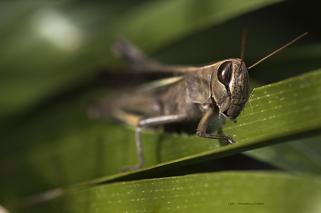 Mis insectos by Natalie | 500px
