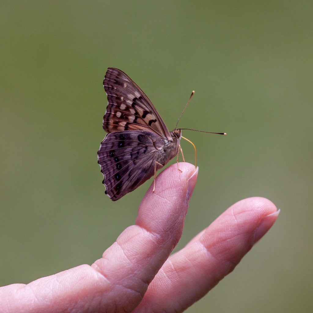 Butterfly in Hand by Geoffrey Archer / 500px