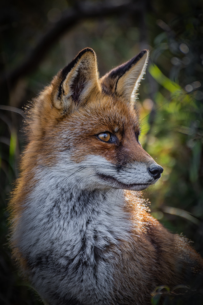 Fox by Judith Veenstra / 500px