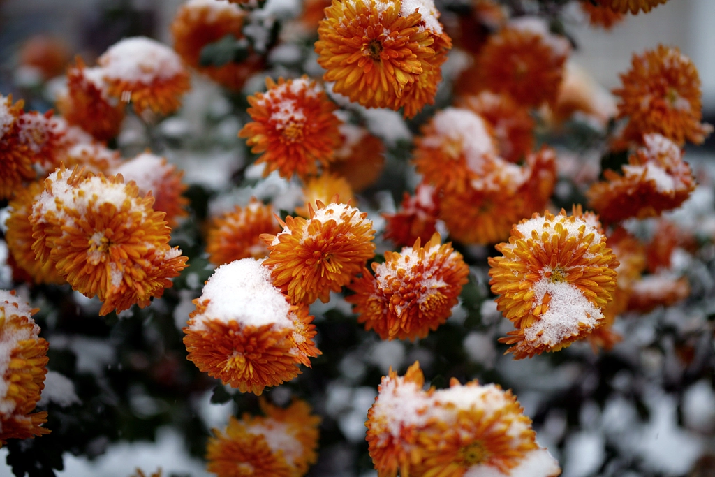 Snow and flowers by Arkadii Shapoval / 500px