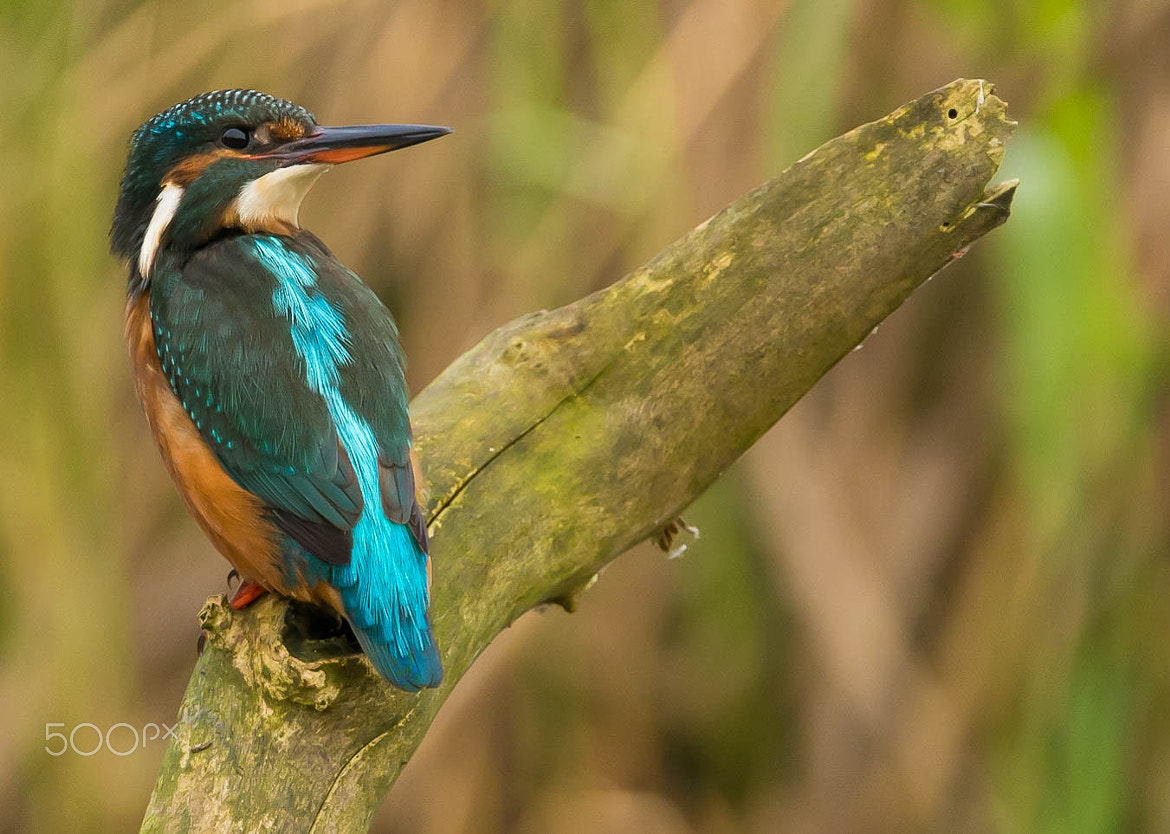 Michael Adcock (MickAdcock) Photos / 500px