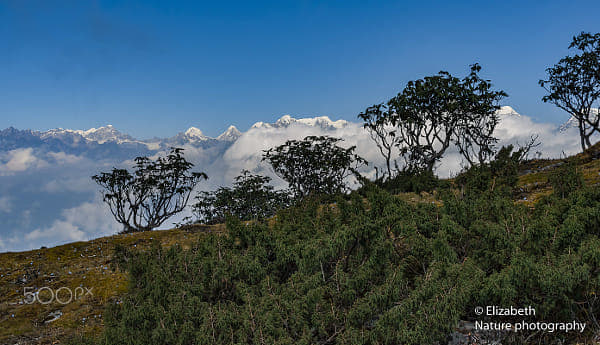 Himalayan peaks behind treeline (Pikey peak) by Elizabeth Anisclo | 500px