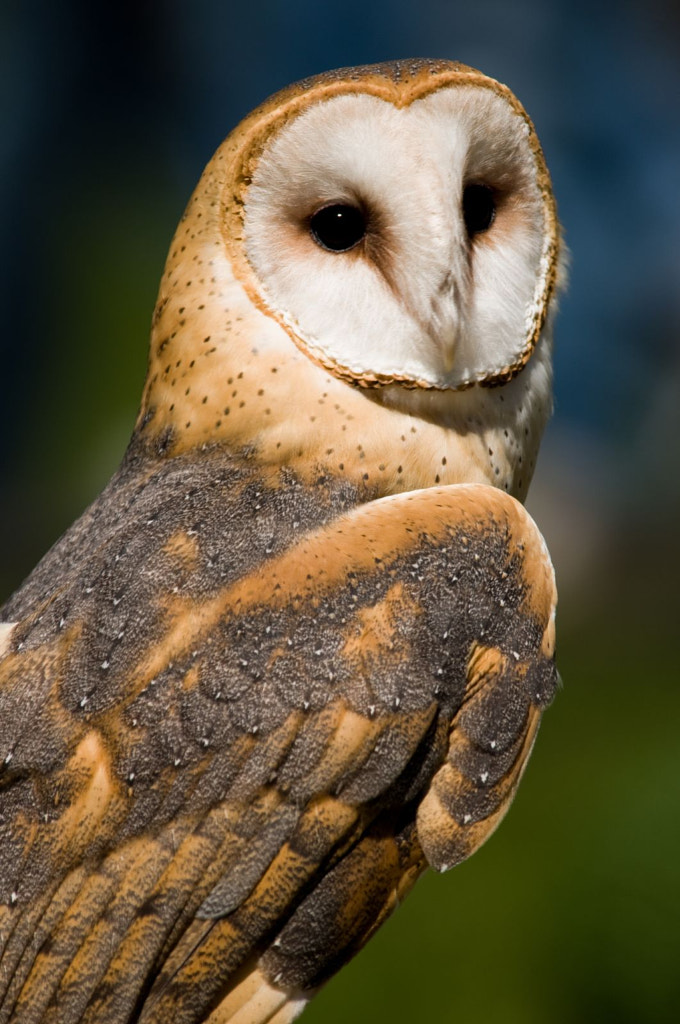 Barn Owl by Trailheads Photography / 500px
