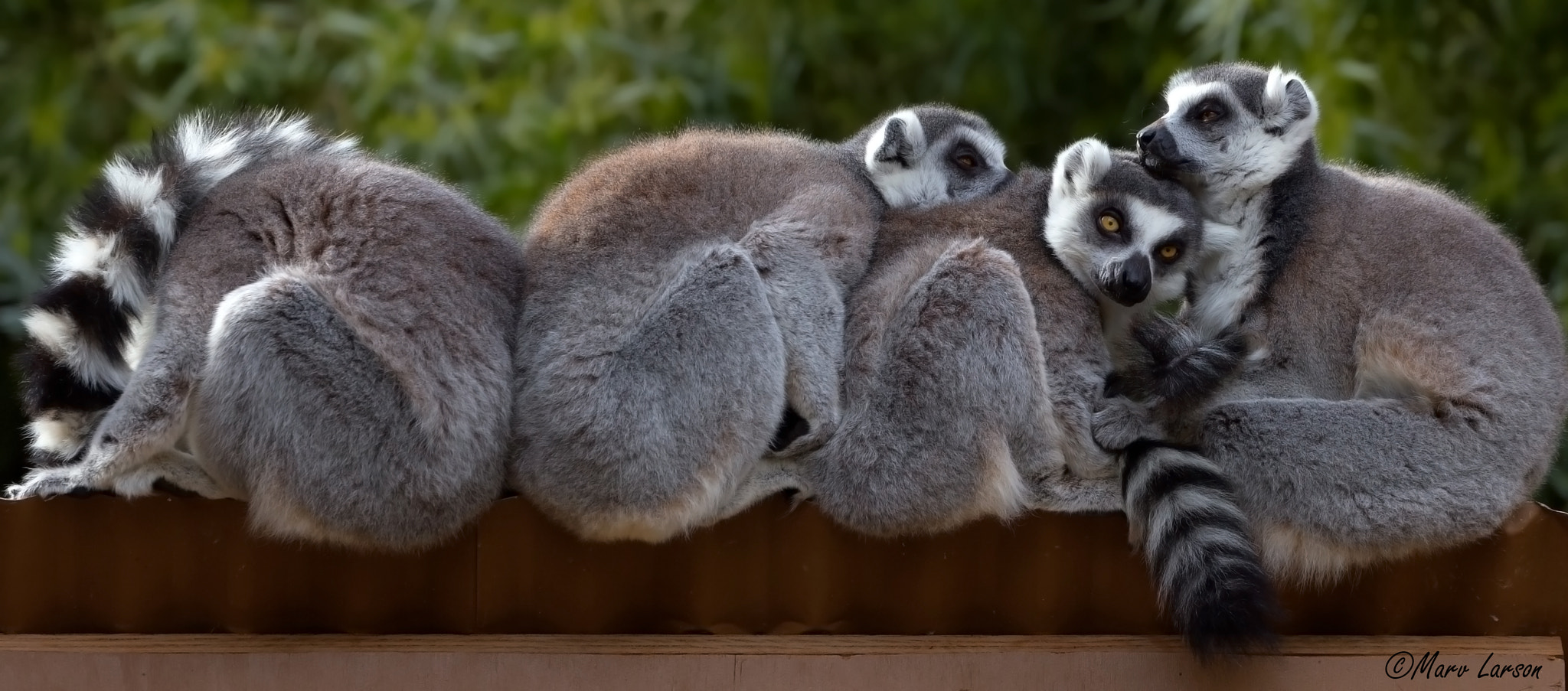 four of a kind by marv larson / 500px
