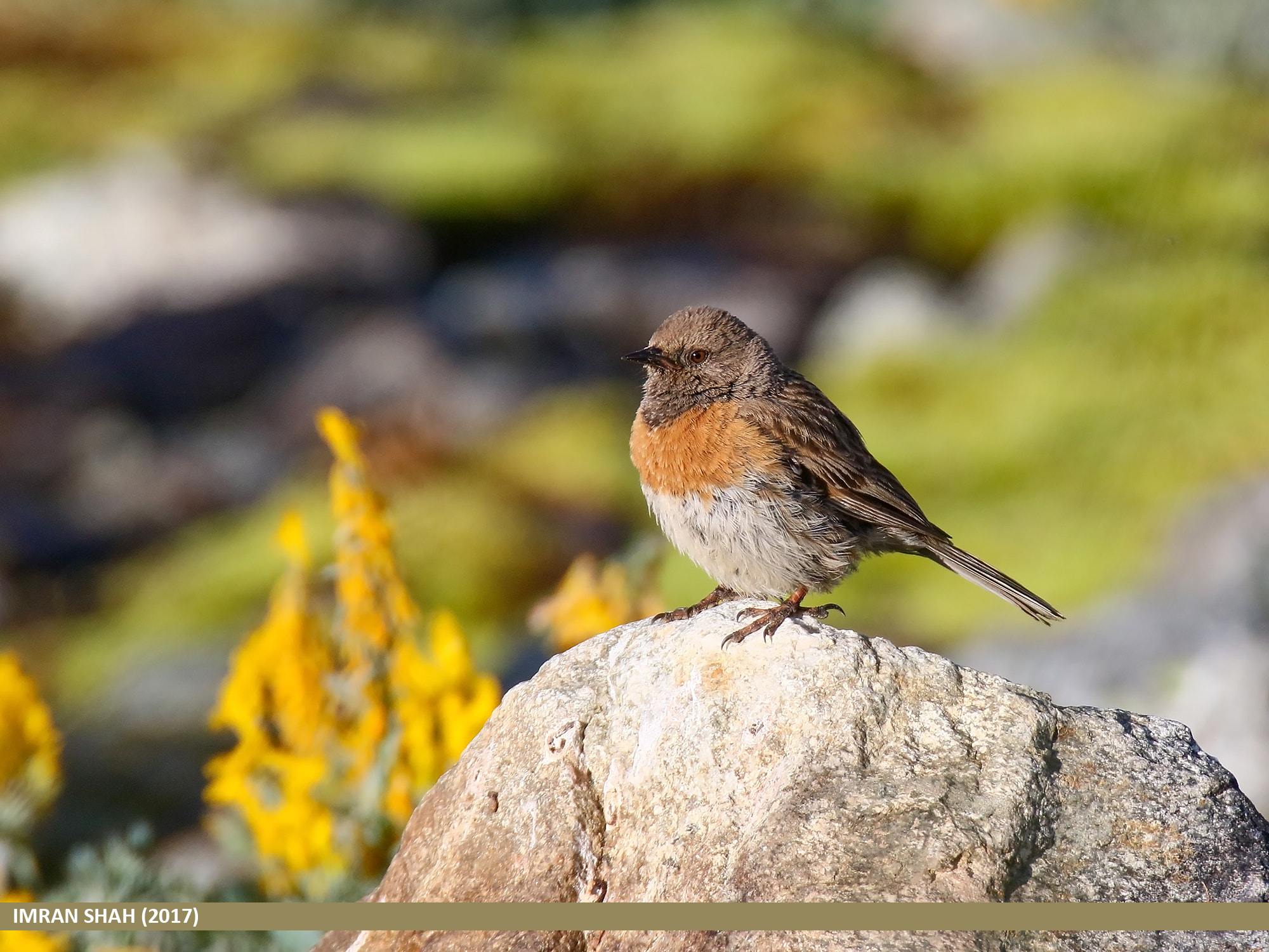 Small Bird Resting on a Rock | nature photo by Imran Shah | 500px