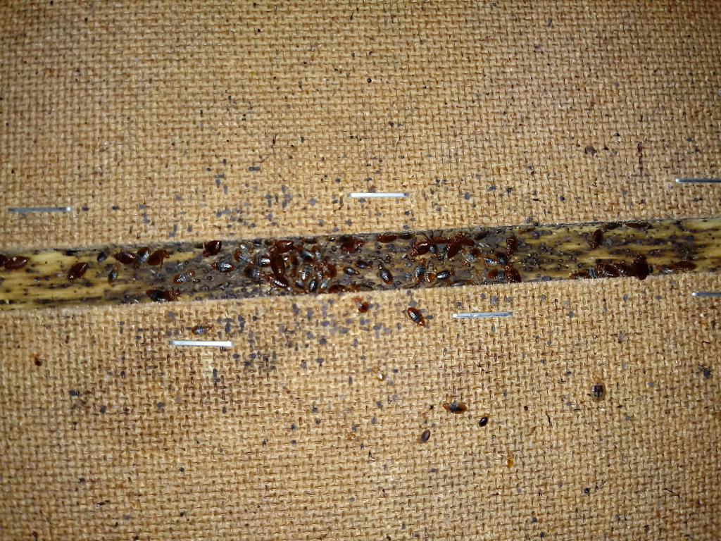 Gdzie szukac pluskwy domowej | DDD Robak by HeniekMiako / 500px