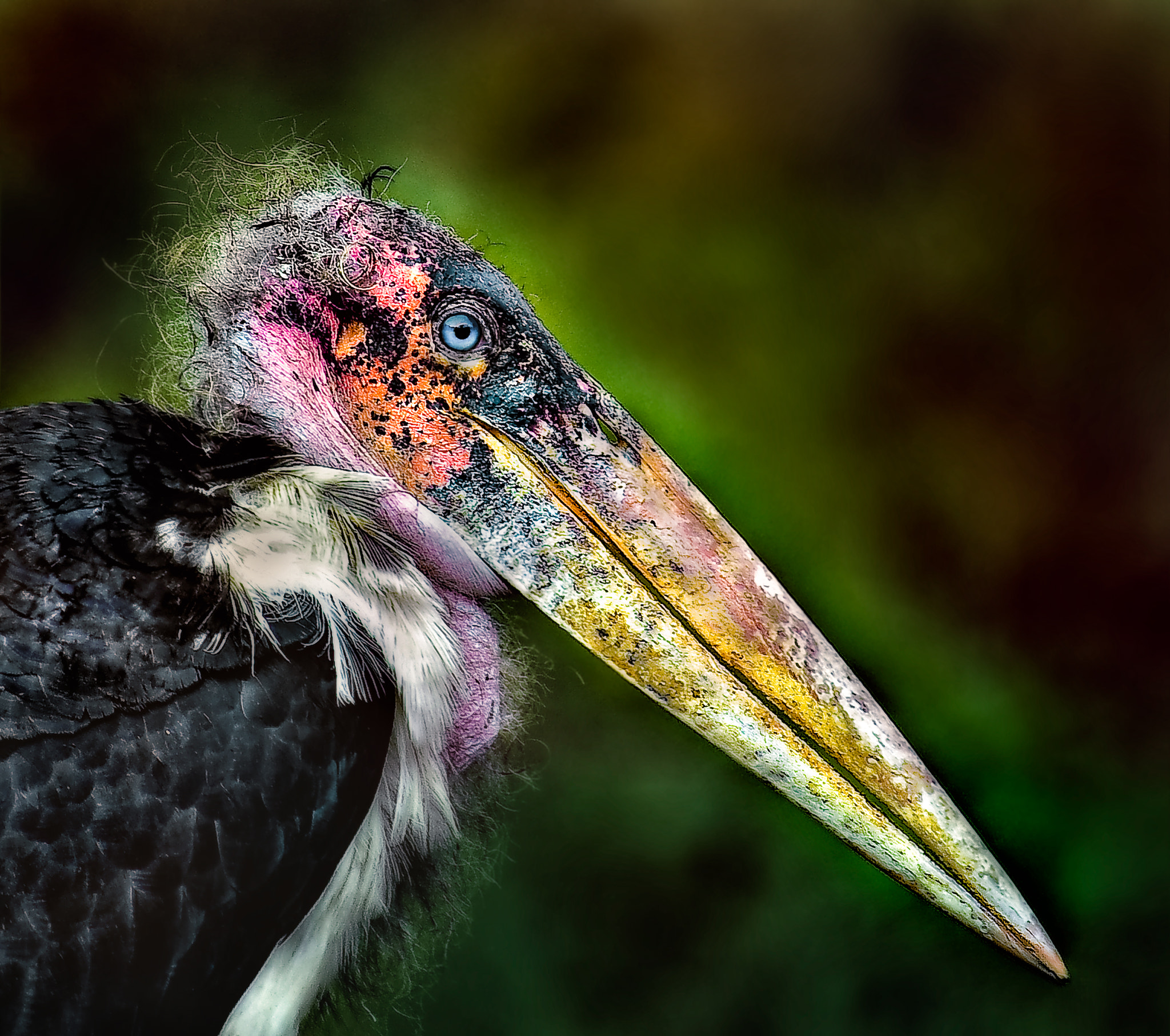 The Marabou Stork Closeup (Leptoptilos crumeniferus). Serengeti ...