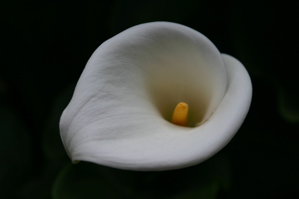 Calla Lily by Philip Hollingsworth / 500px