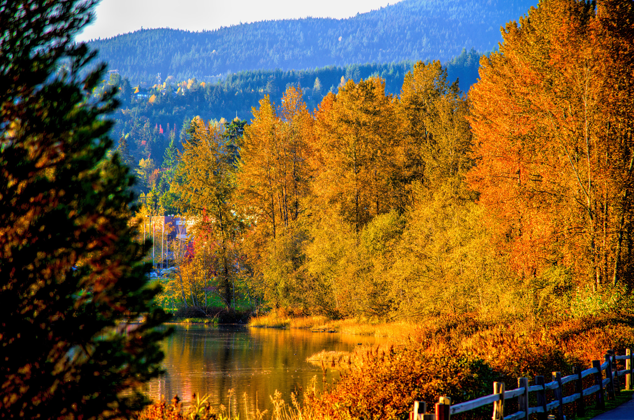 Shoreline Trees by Cas Balicki / 500px