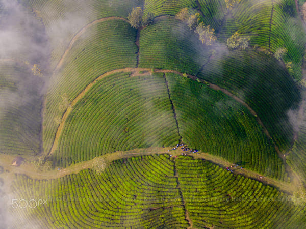 Misty Tea Fields from Above | creative photo by Khổng Giang | 500px