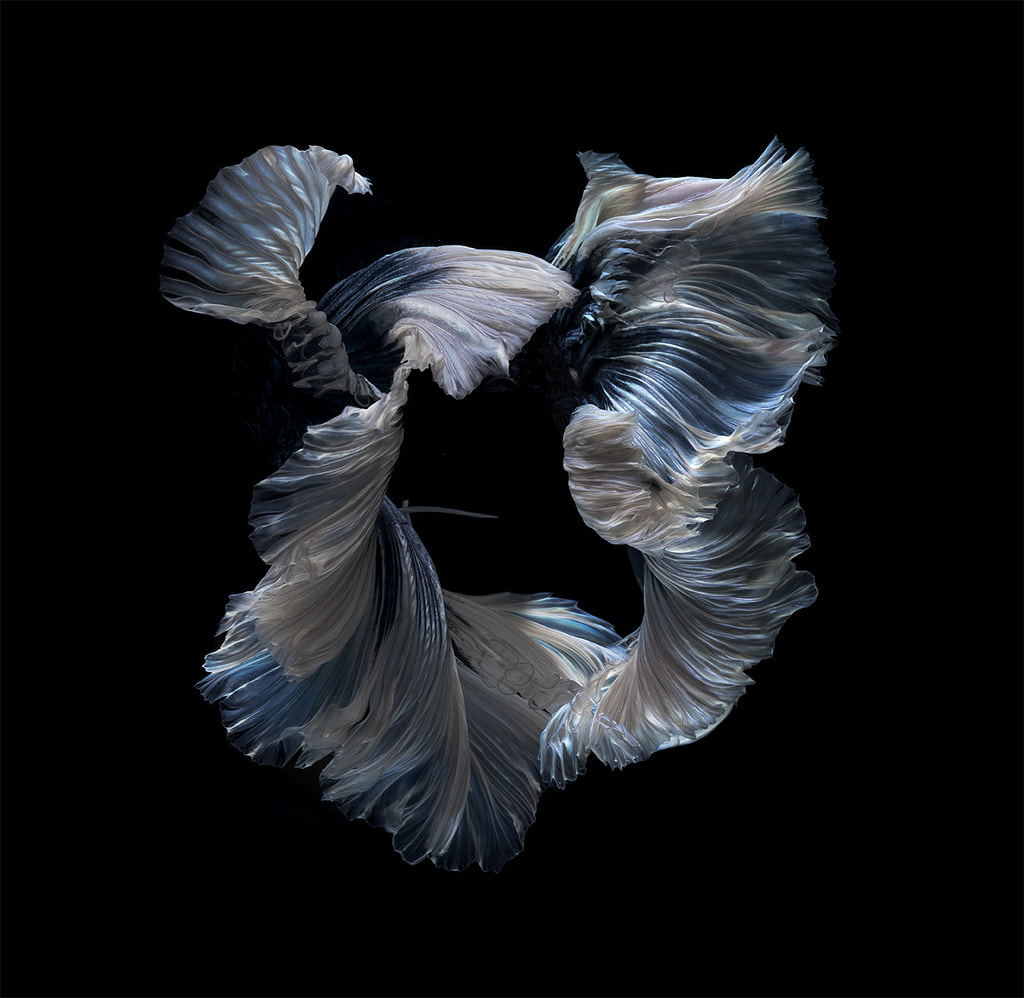 Siamese better fish art by Visarute by visarute angkatavanich / 500px