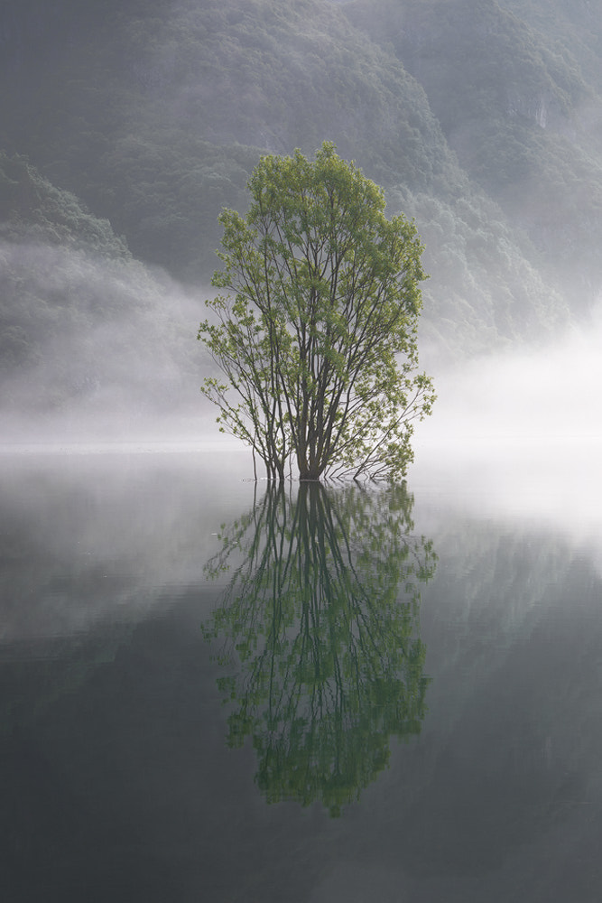 Tree superlight by Dino Marsango / 500px