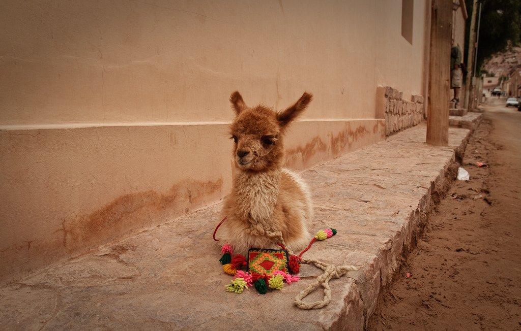ljama by Ivonne Elsässer / 500px