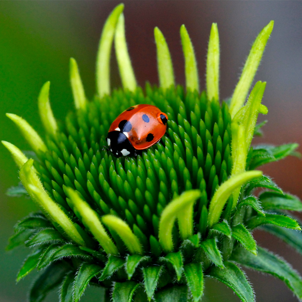 Ladybird on Echinacea by Ron Pilcher | 500px