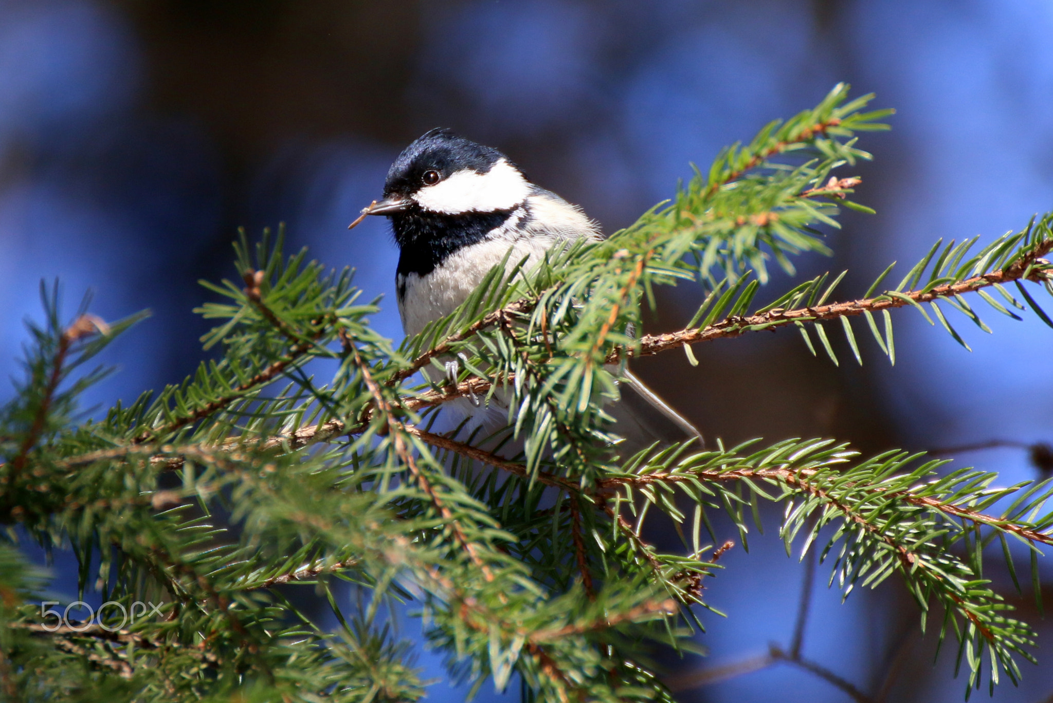 Small Bird Perched on Pine Branch | nature photo by Sergey Simonov | 500px