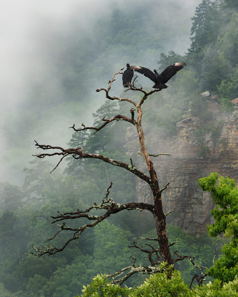 Vulture drying its wings - Petit Jean State Park AR by Rory Tate | 500px