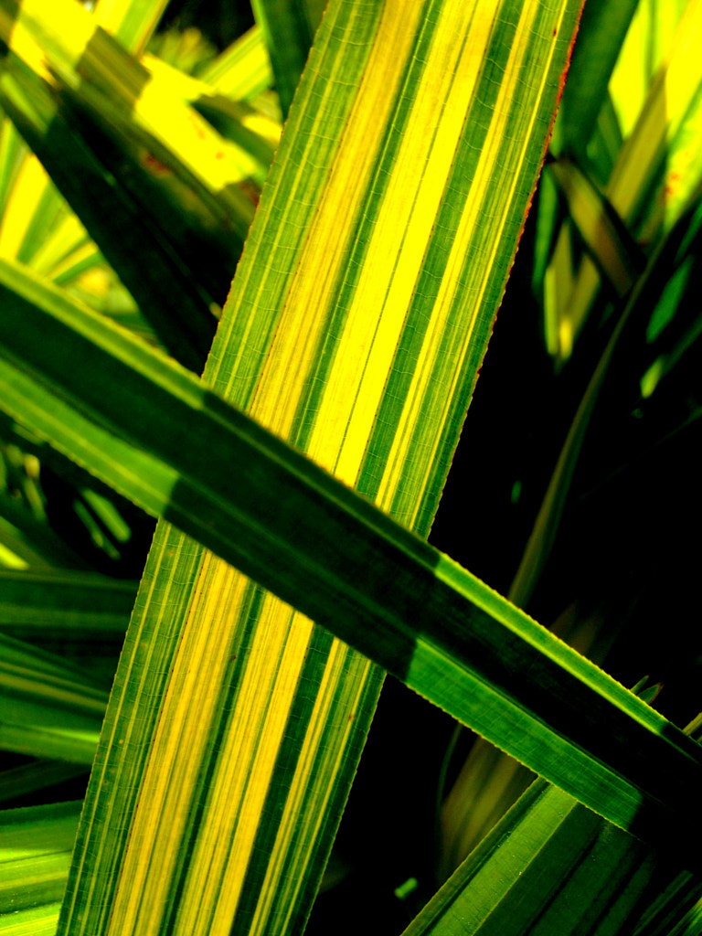 Peoples' great photos - A Fairytale curated by Brian Scrivner / 500px