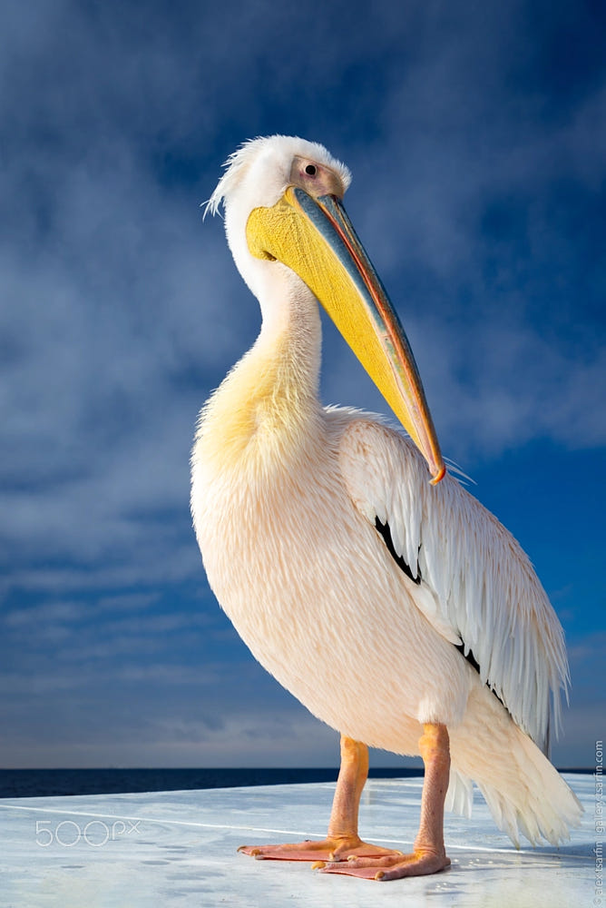 Shy Pelican by Alex Tsarfin / 500px