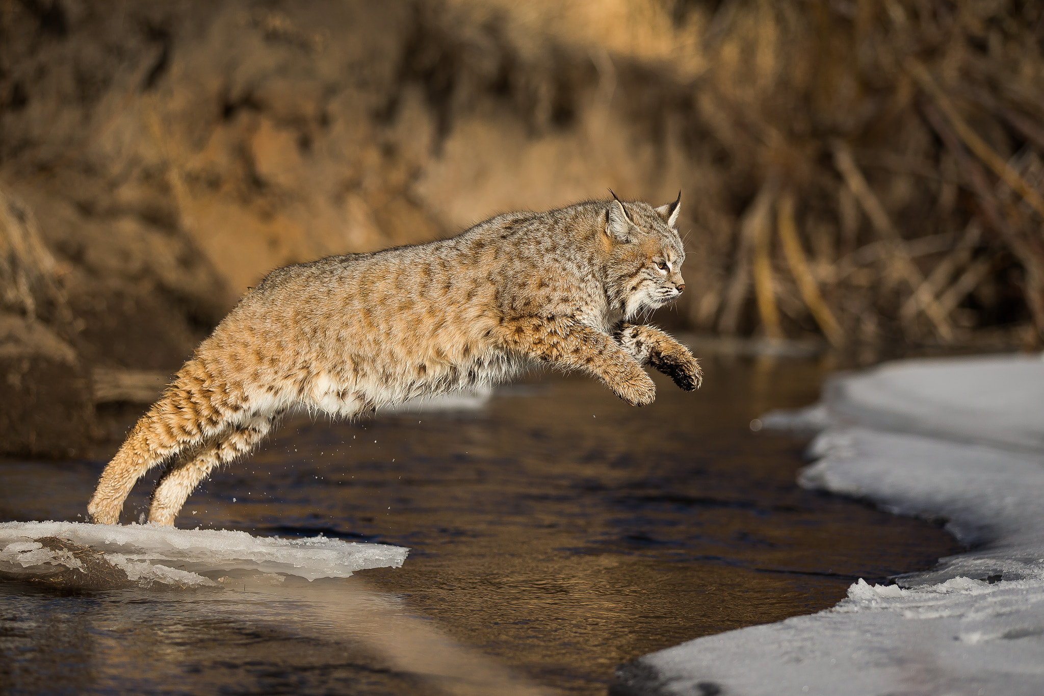 Bobcat jumping over a frozen river by Christophe JOBIC / 500px