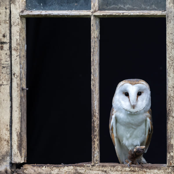 Barn Owl in window by Paul Fowlie | 500px