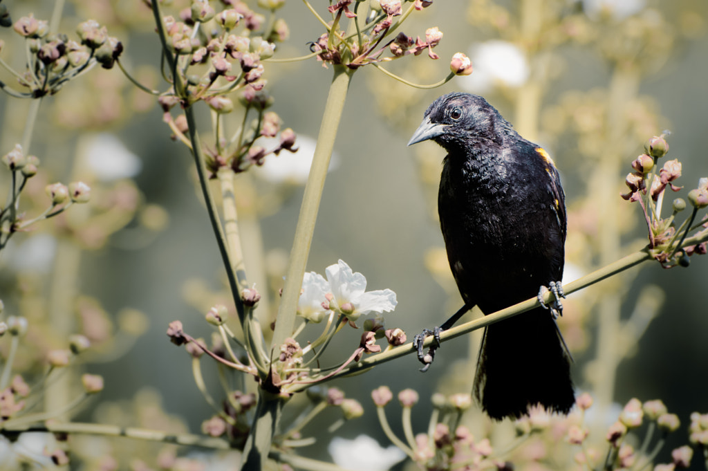 Male Trile watching by Diego Guzmán / 500px