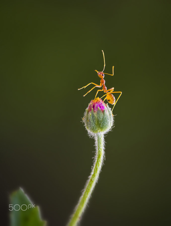 Formicinae FlowerTopalis ;) by Sreekumar Mahadevan Pillai / 500px