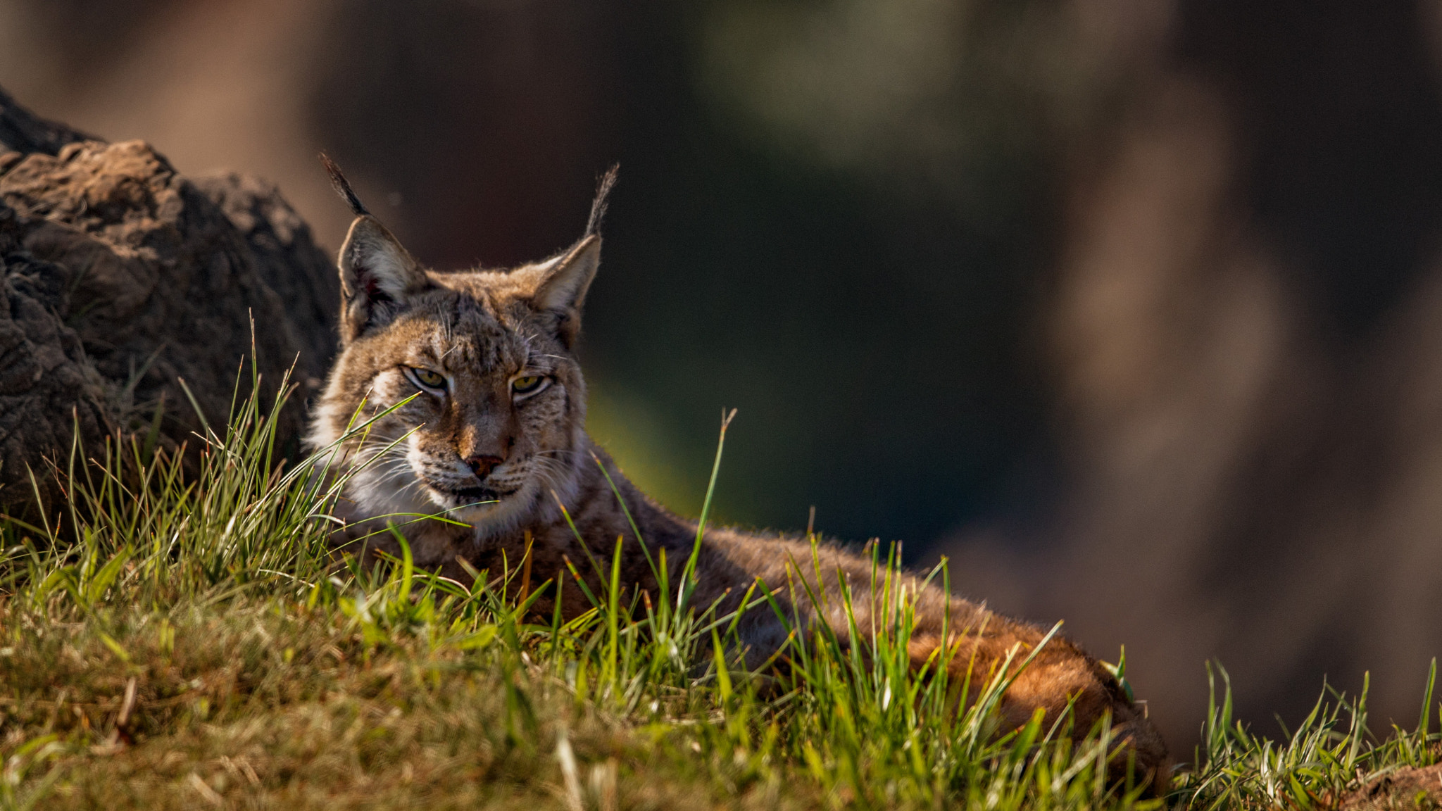 The rarest cat in the world by Carlos Santero / 500px