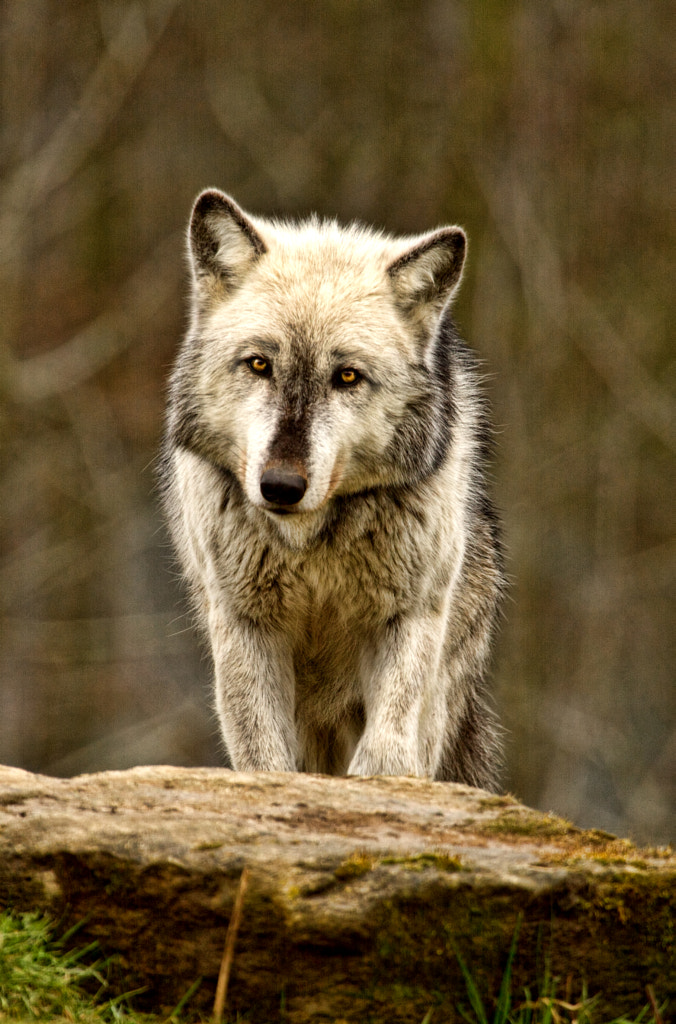 The Silver wolf by Val Saxby / 500px