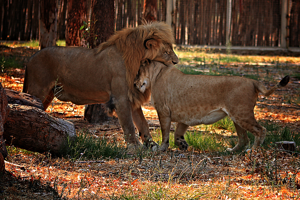 Lions in Love by Sevinç Kök / 500px