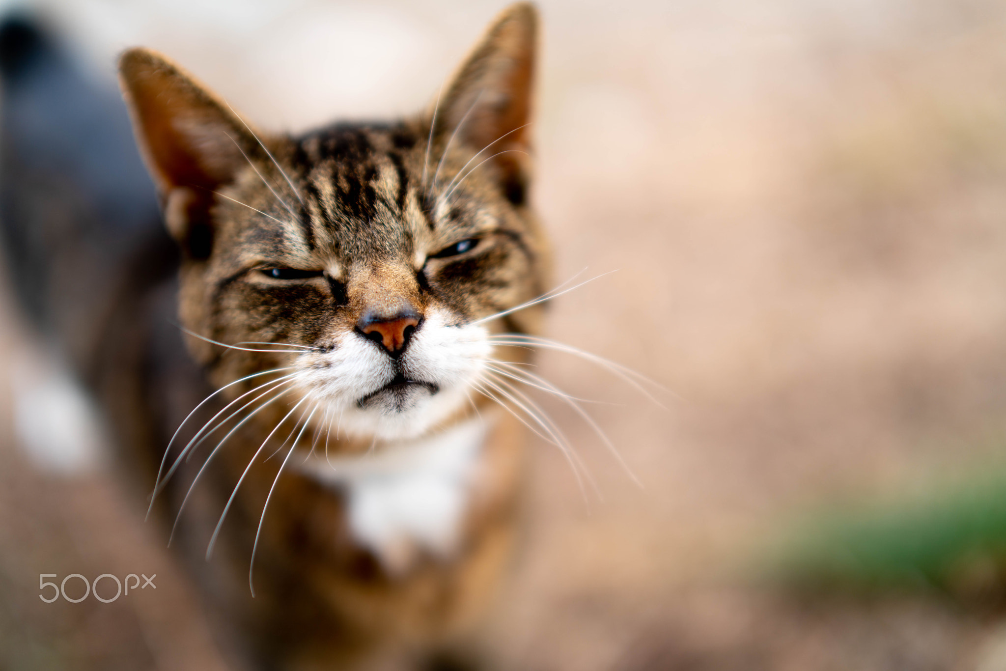 Unimpressed cat. by Pieter De Saeger | 500px