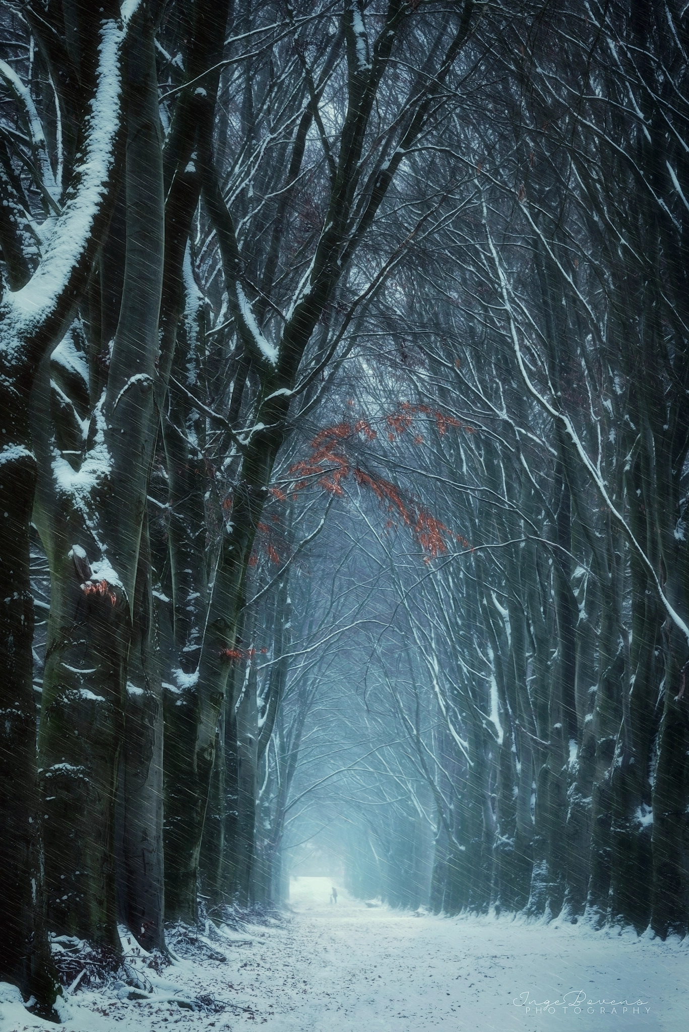 Inge Bovens (IngeBovens) Photos / 500px